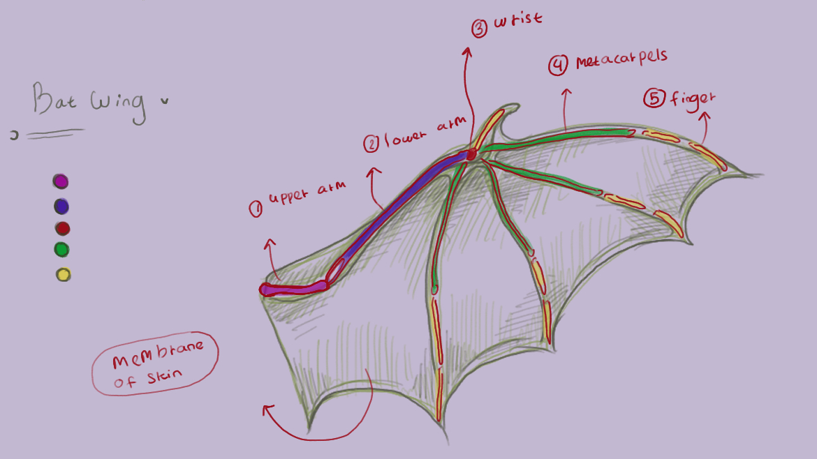 Folded Bat Wing Anatomy