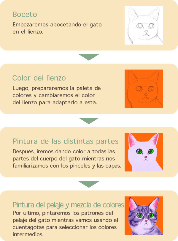 Cara A Color De Las Bases De Gato