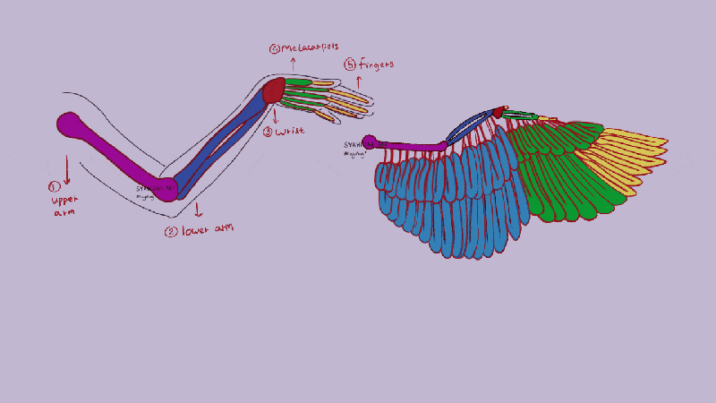 Folded Bird Wing Anatomy