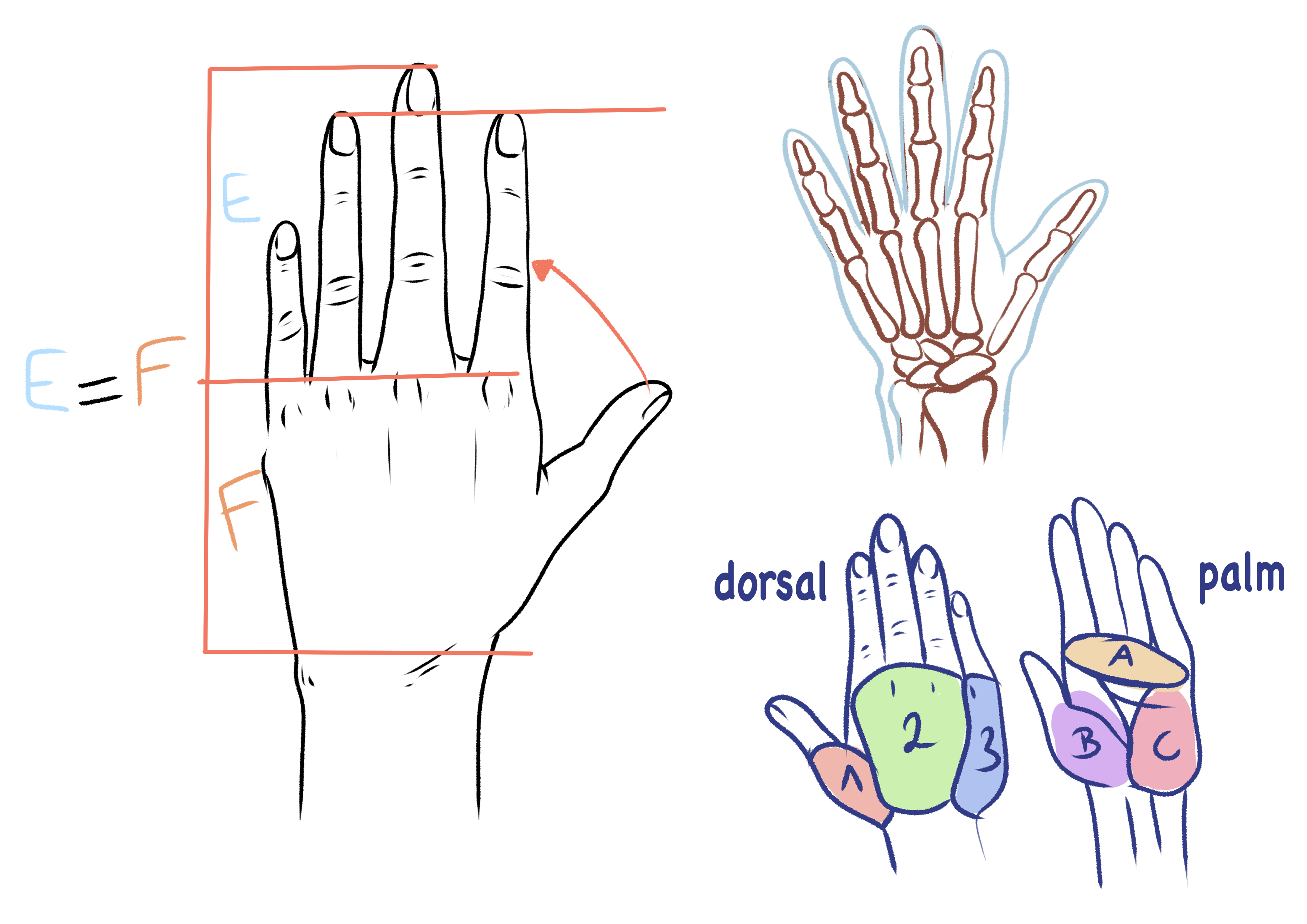 Dibujo Del Dorso De La Mano