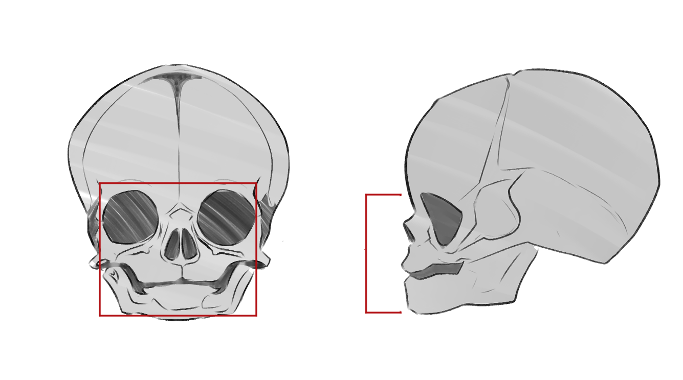 How To Draw Skull Proportions