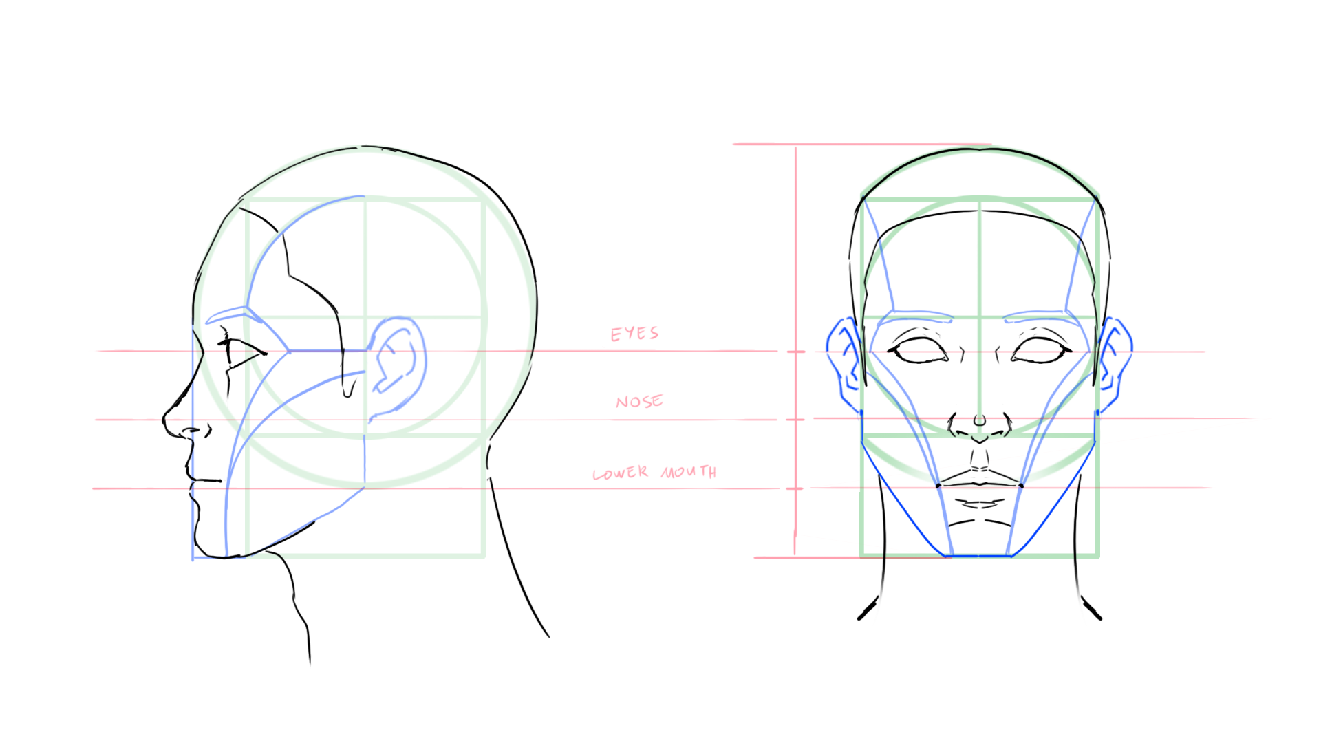 Perfect Face Proportions Drawing