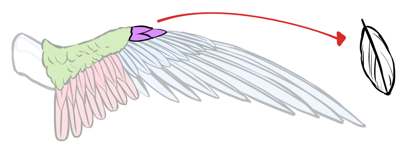 Folded Bird Wing Anatomy