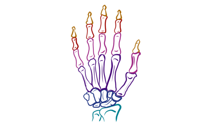 Menschliche Hand Zeichnet Knochen Hände Zeichnen Lernen – Schnell