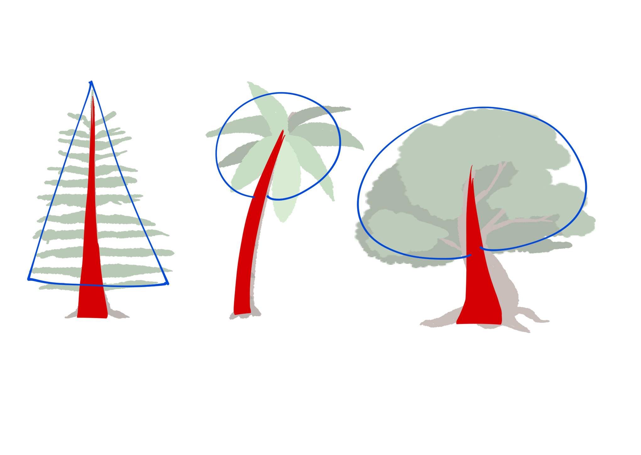 Simple Cedar Tree Drawing