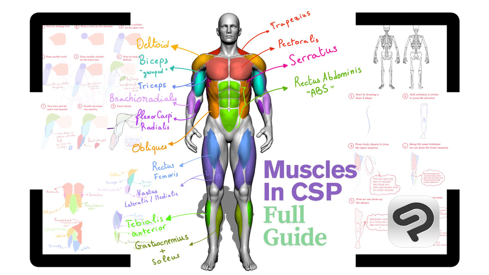 Maîtriser les muscles : un tutoriel complet sur le CSP par ScriblingArt ...