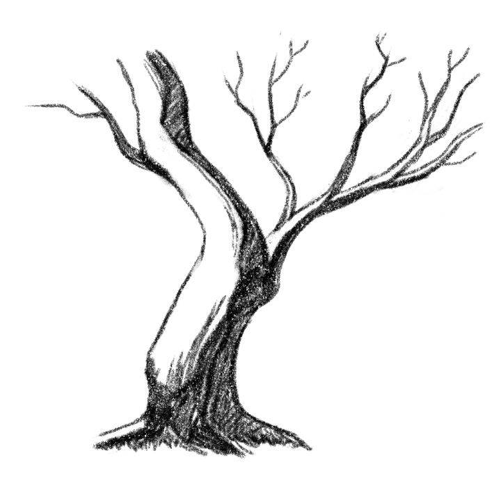 Narra Tree Drawing