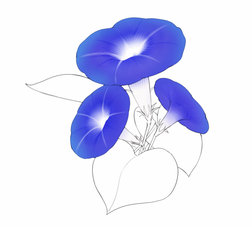 Sky Blue Morning Glory Drawing