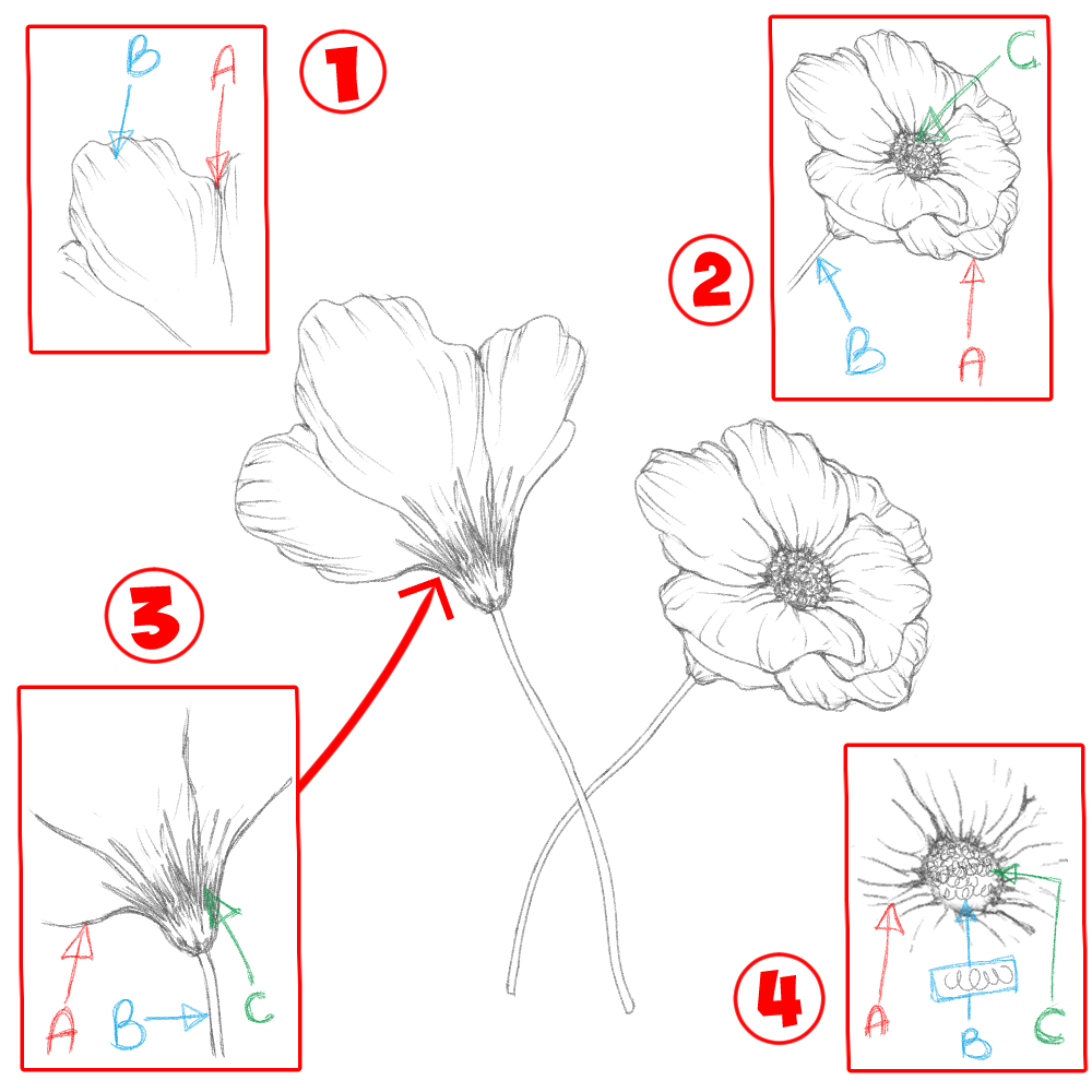 Cómo Dibujar Una Flor Realista Paso A Paso