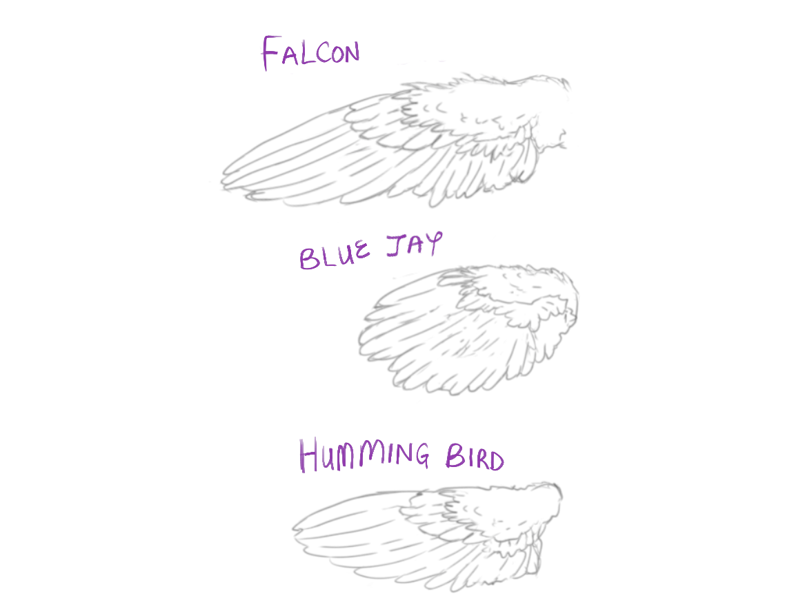 Falcon Wing Drawing
