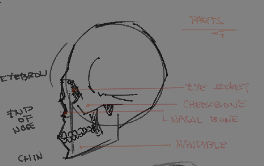 Skull Side Profile Drawing Easy