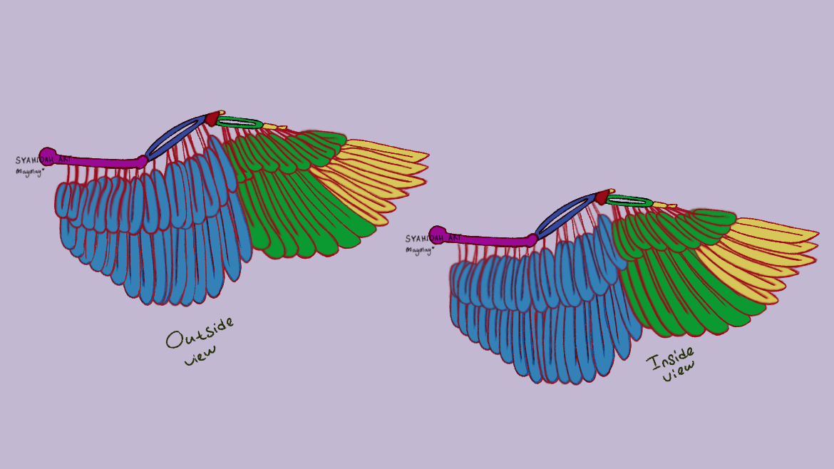 Bird Wing Anatomy