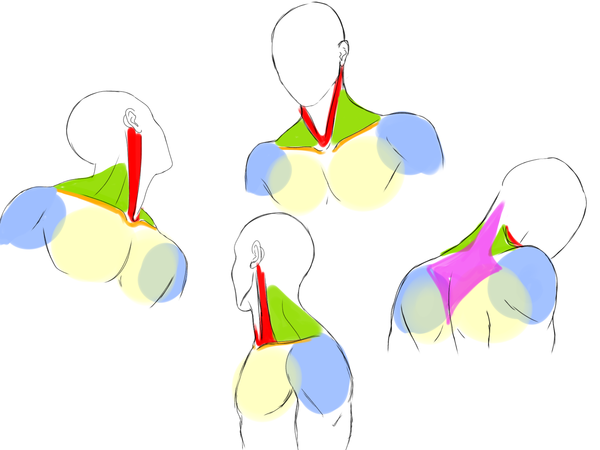 How To Draw Neck And Shoulders Female