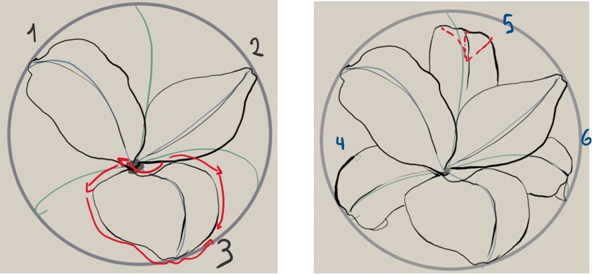 étapes De Dessin De Fleur De Lys