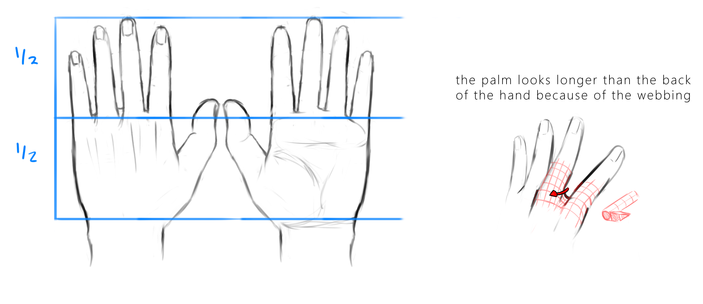 Medidas De Proporciones Humanas De La Mano