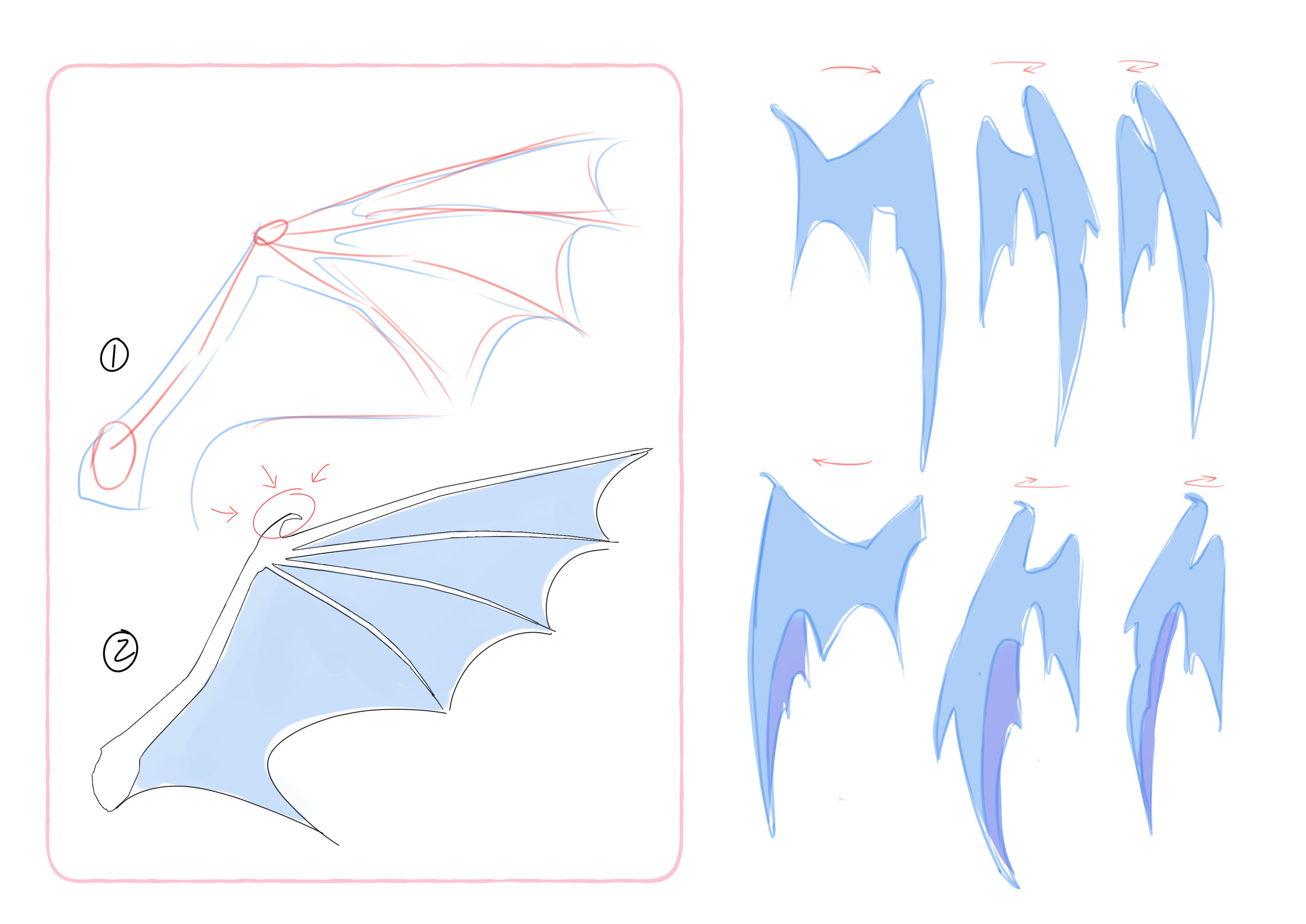 Dragon Wing Anatomy