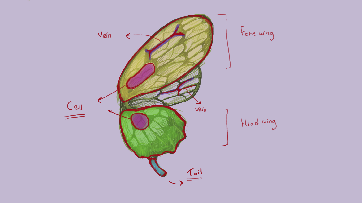 Insect Wing Diagram