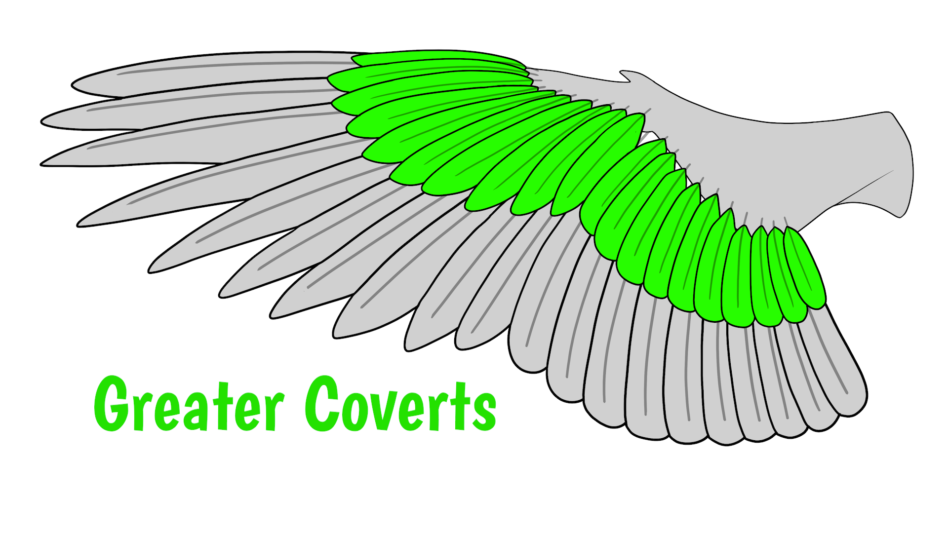 Bird Wing Underside Folded