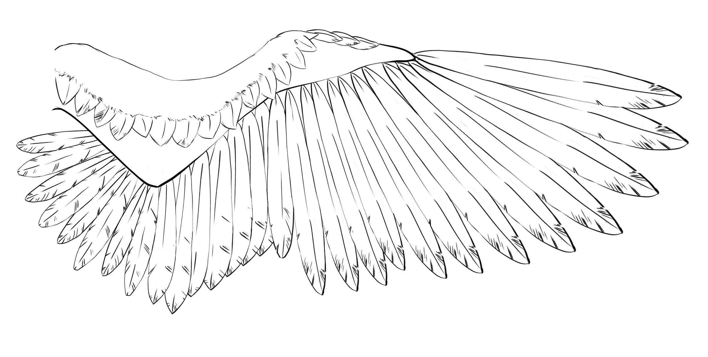How To Draw A Birds Feathers
