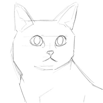 Cara A Color De Las Bases De Gato