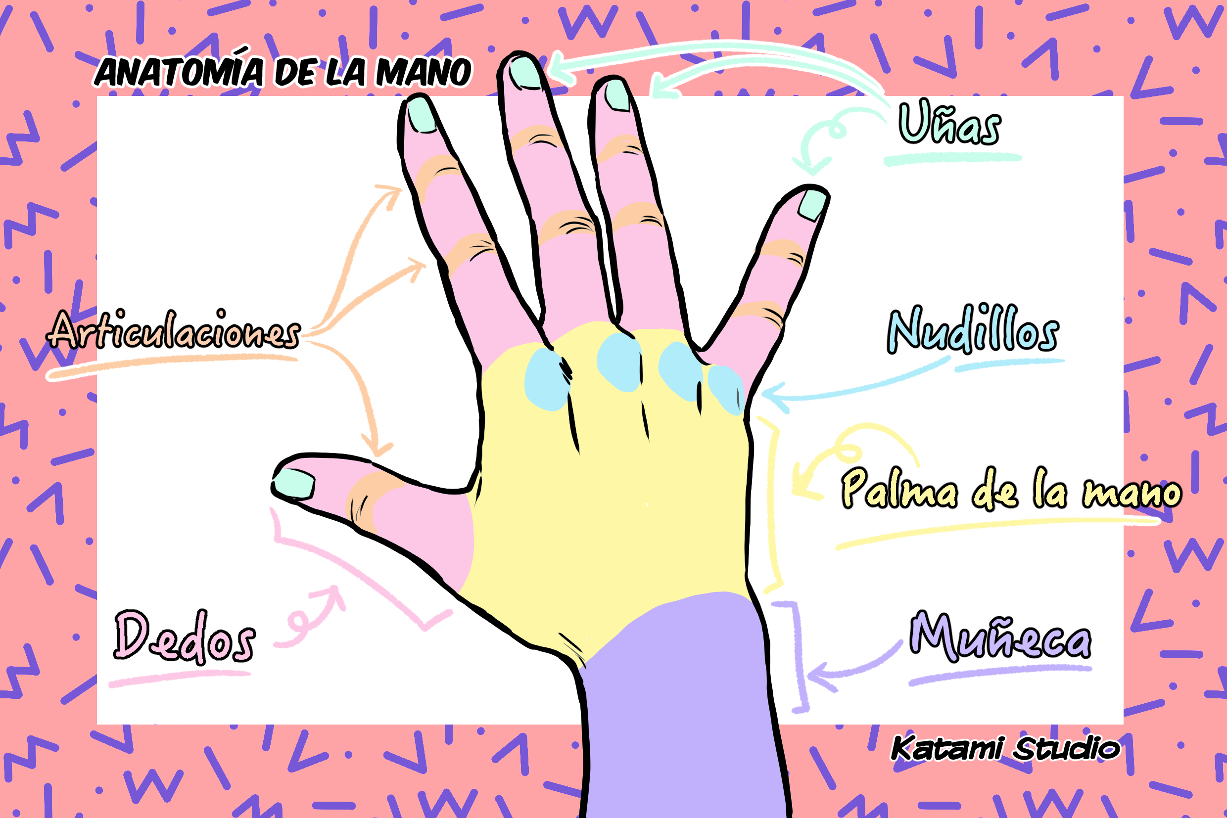 Anatomía De La Articulación De Los Dedos