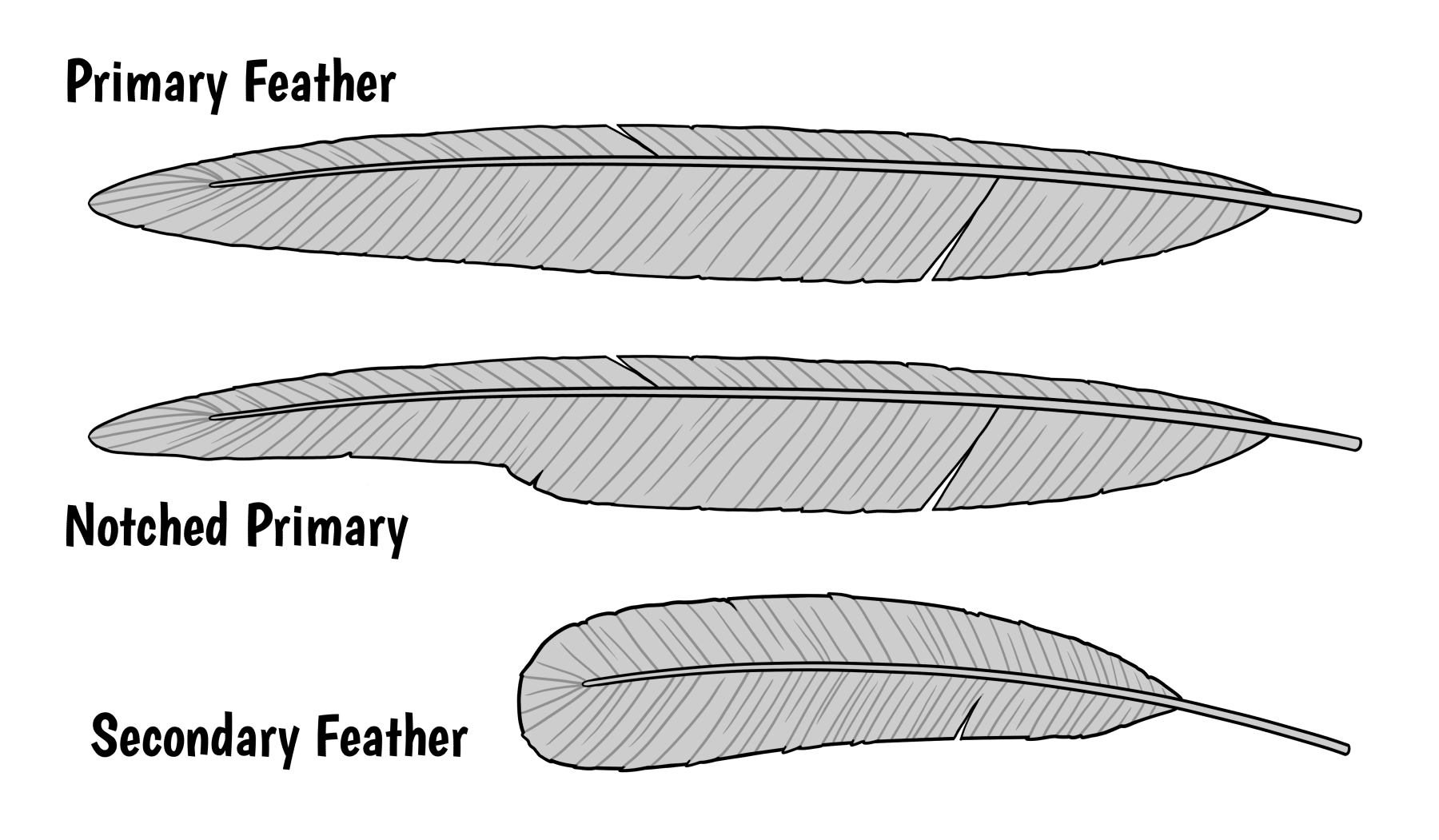 Simple Curved Feather Drawing