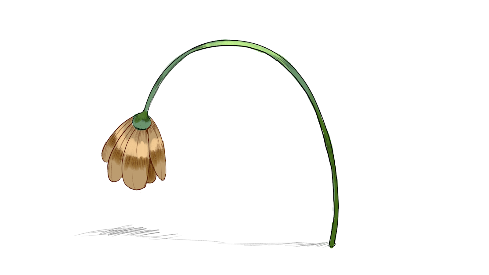 Drawing Of A Flower Drooping